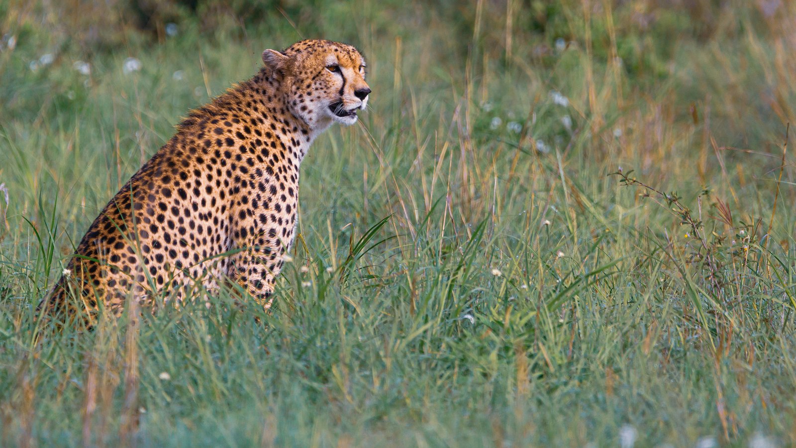 वायरल लड़की आयेशा तुल हुमैरा कौन है? Ayeshatul Humaira Biography in ...